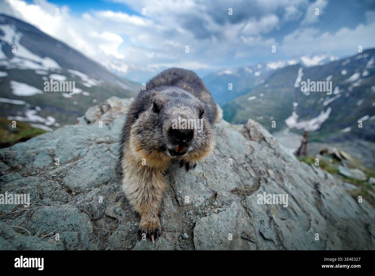 Cute fat animal Marmot, sitting on the stone with nature rock mountain ...