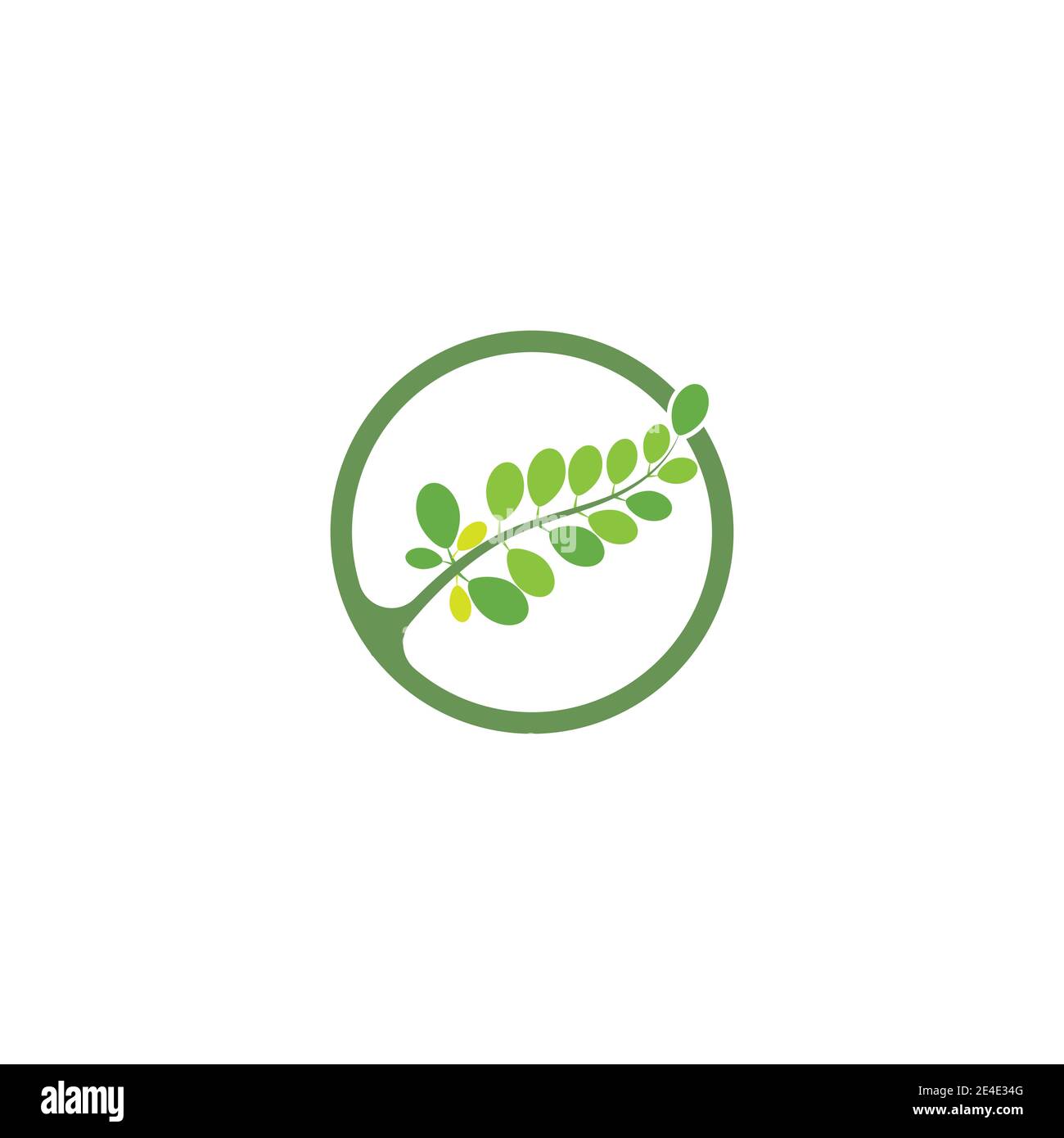 Moringa leaf Logo Template vector symbol nature Stock Vector Image ...