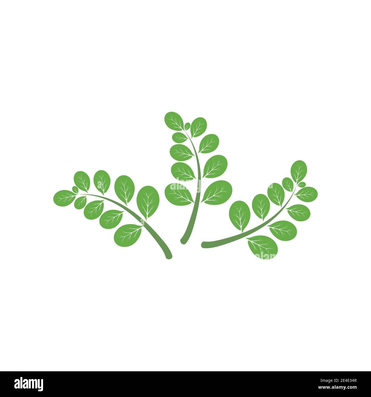 Moringa leaf Logo Template vector symbol nature Stock Vector Image ...