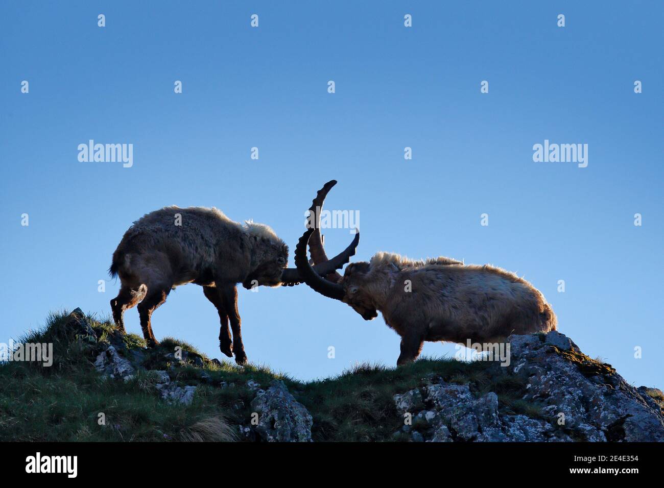 Ibex fight on the rock. Alpine Ibex, Capra ibex, animals in nature ...