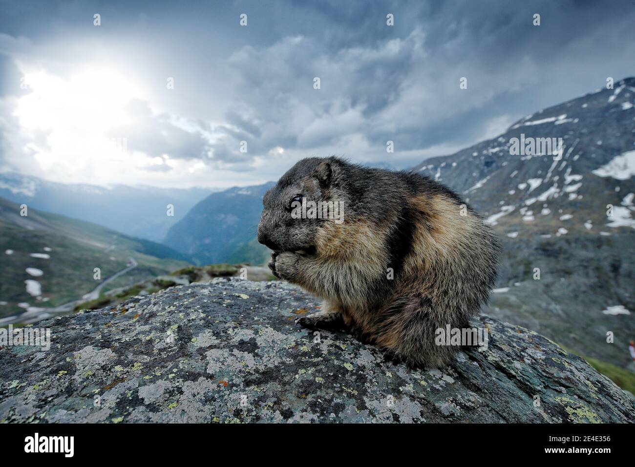 Cute fat animal Marmot, sitting on the stone with nature rock mountain ...