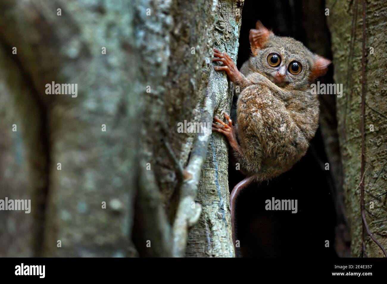 Spectral tarsier hi-res stock photography and images - Alamy