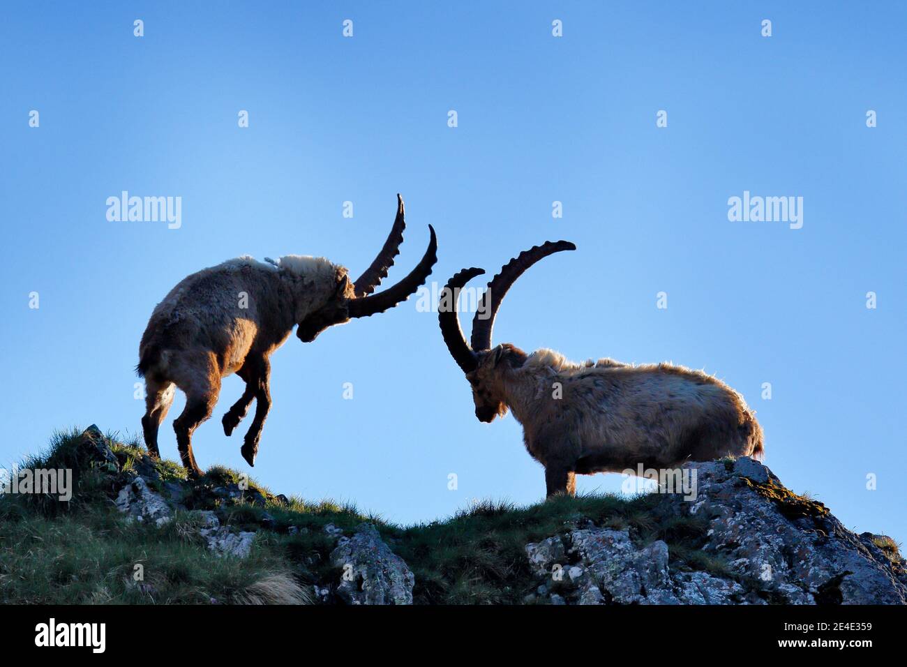 Ibex fight on the rock. Alpine Ibex, Capra ibex, animals in nature ...