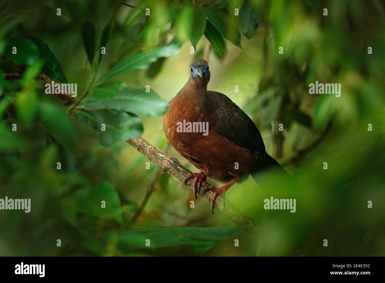 Band-tailed Guan, Penelope argyrotis, rare bird from dark forest Santa ...