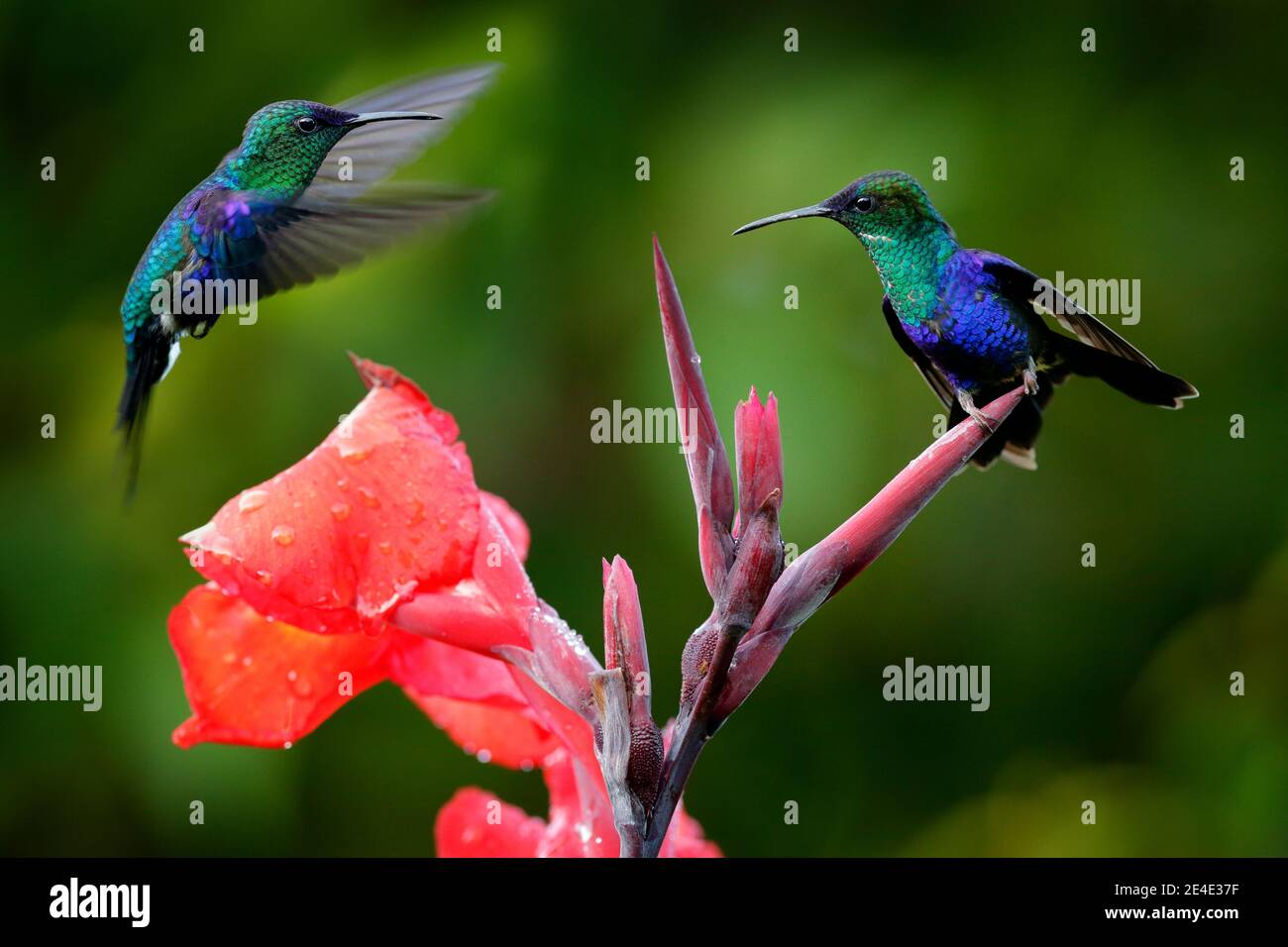 Hummingbirds from in the red bloom flower, Santa Marta, Colombia ...