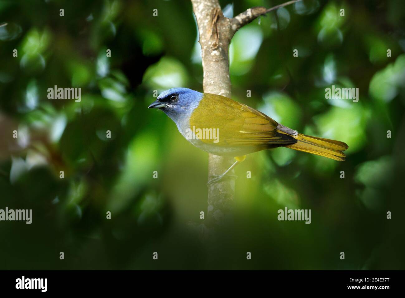 Blue-capped Tanager, Thraupis cyanocephala, exotic bird sitting on the ...