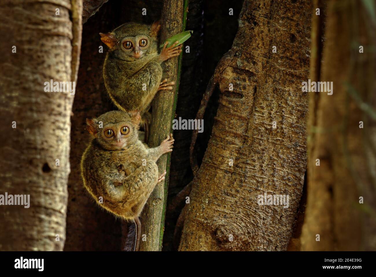 Spectral Tarsier, Tarsius spectrum, hidden portrait of rare nocturnal ...