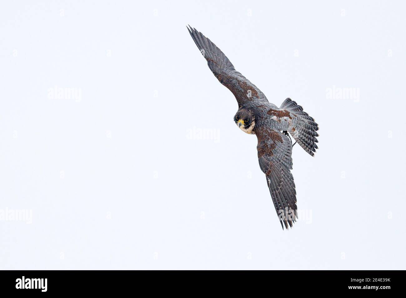 Flight of Peregrine Falcon. Bird of prey with open wings. White light ...