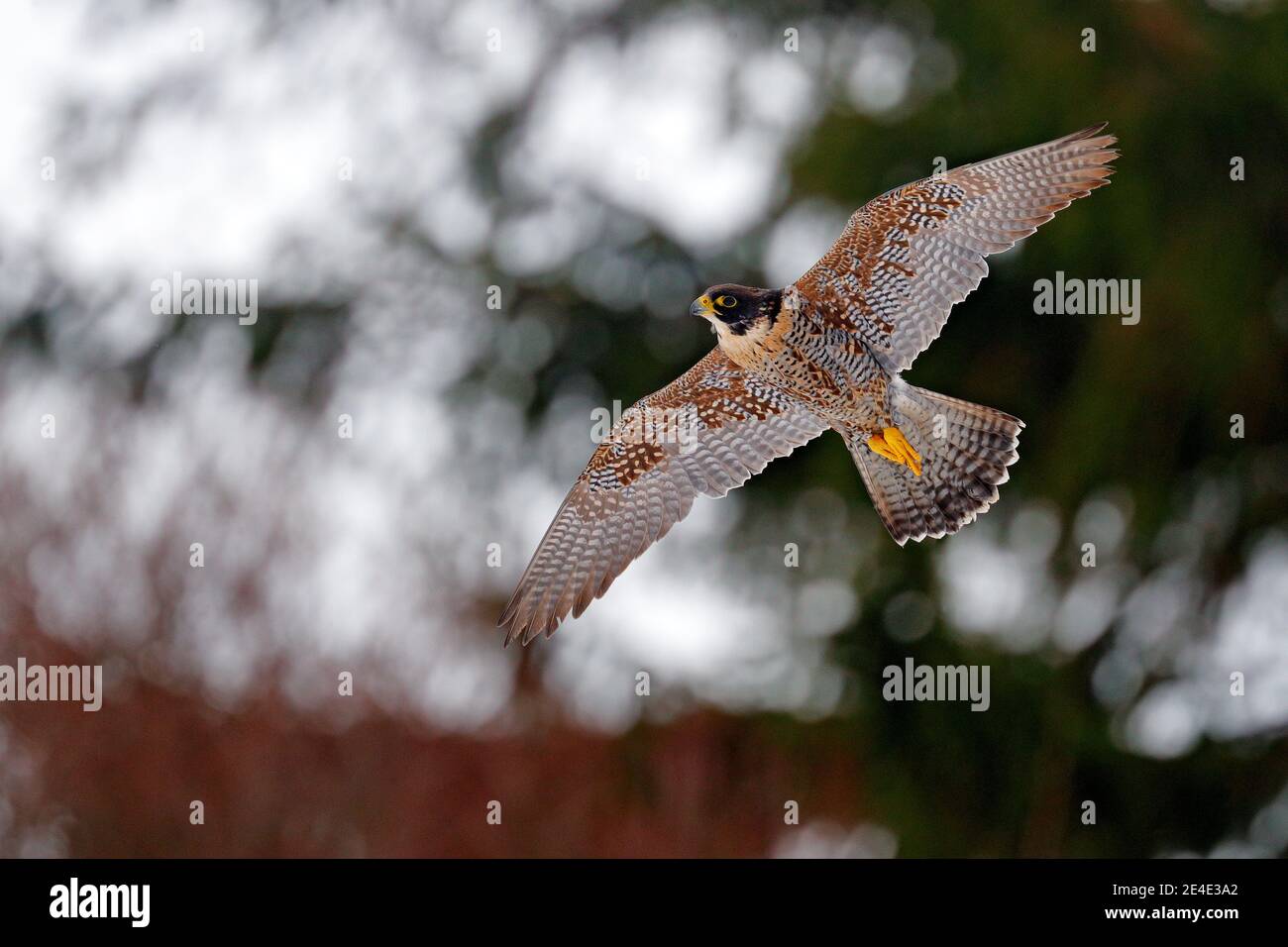 White Falcon Bird Flying