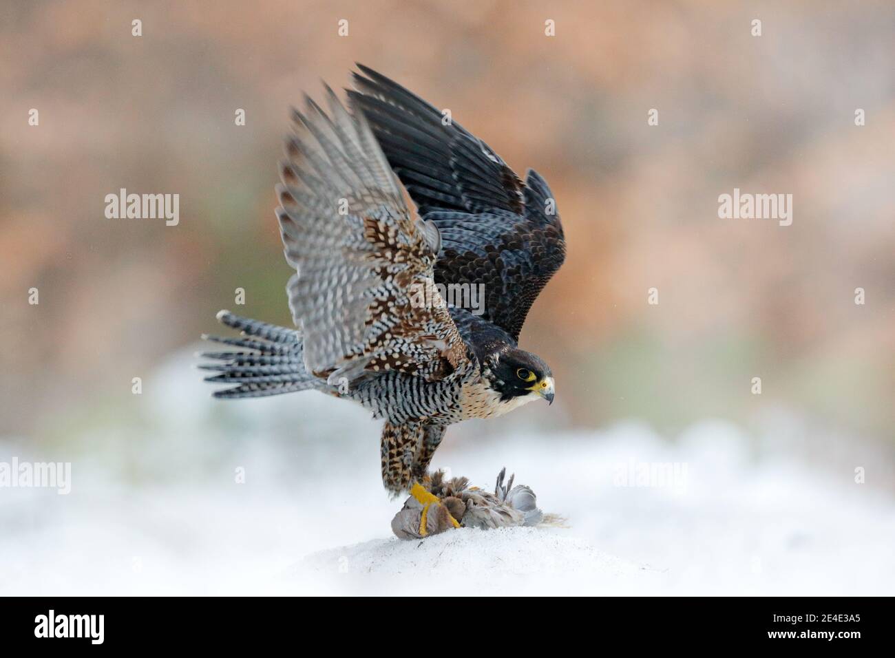 Bird behaviour. Peregrine Falcon sitting in snow with orange leaves and ...