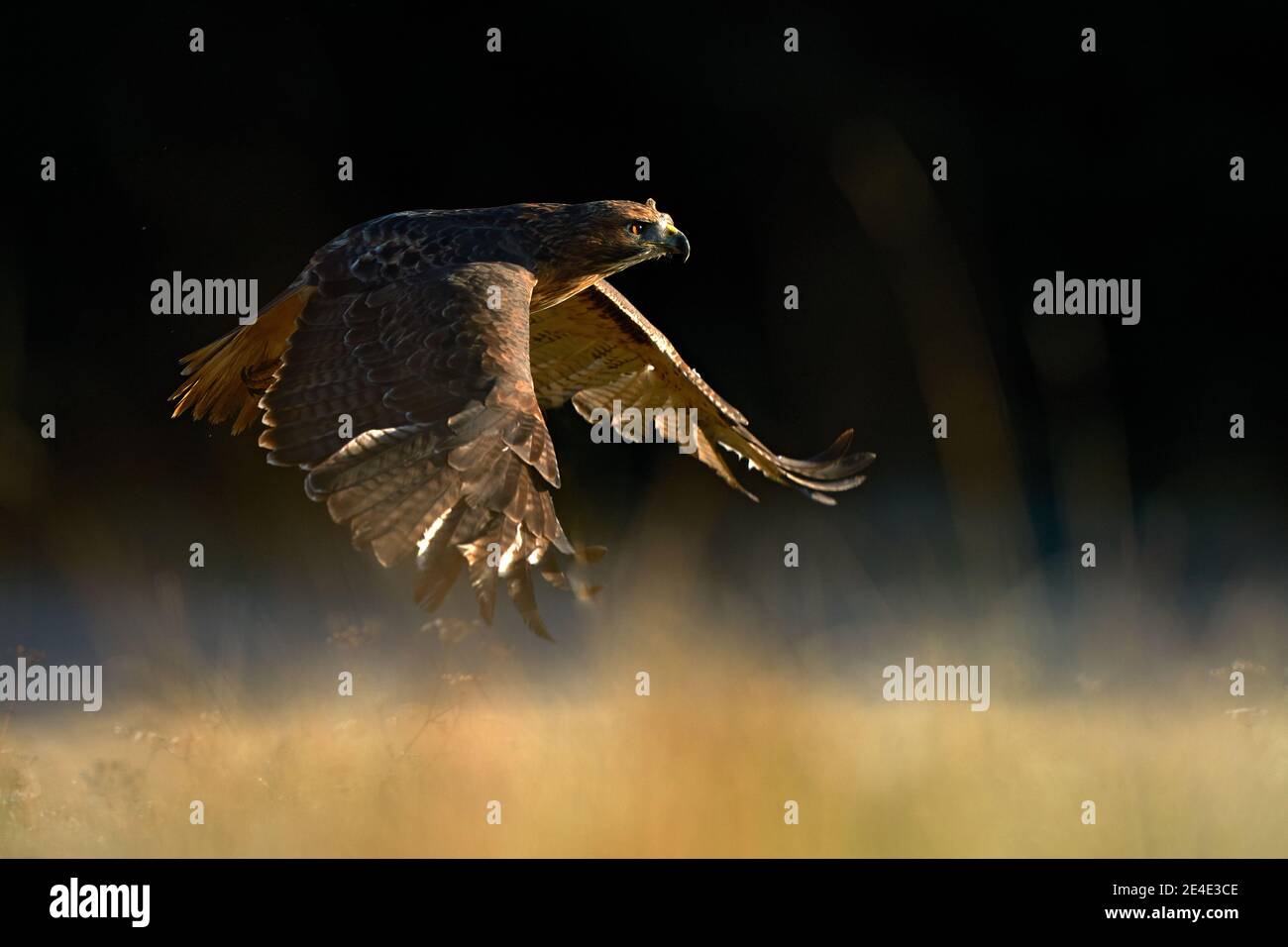Red tailed falcon landing hi-res stock photography and images - Alamy