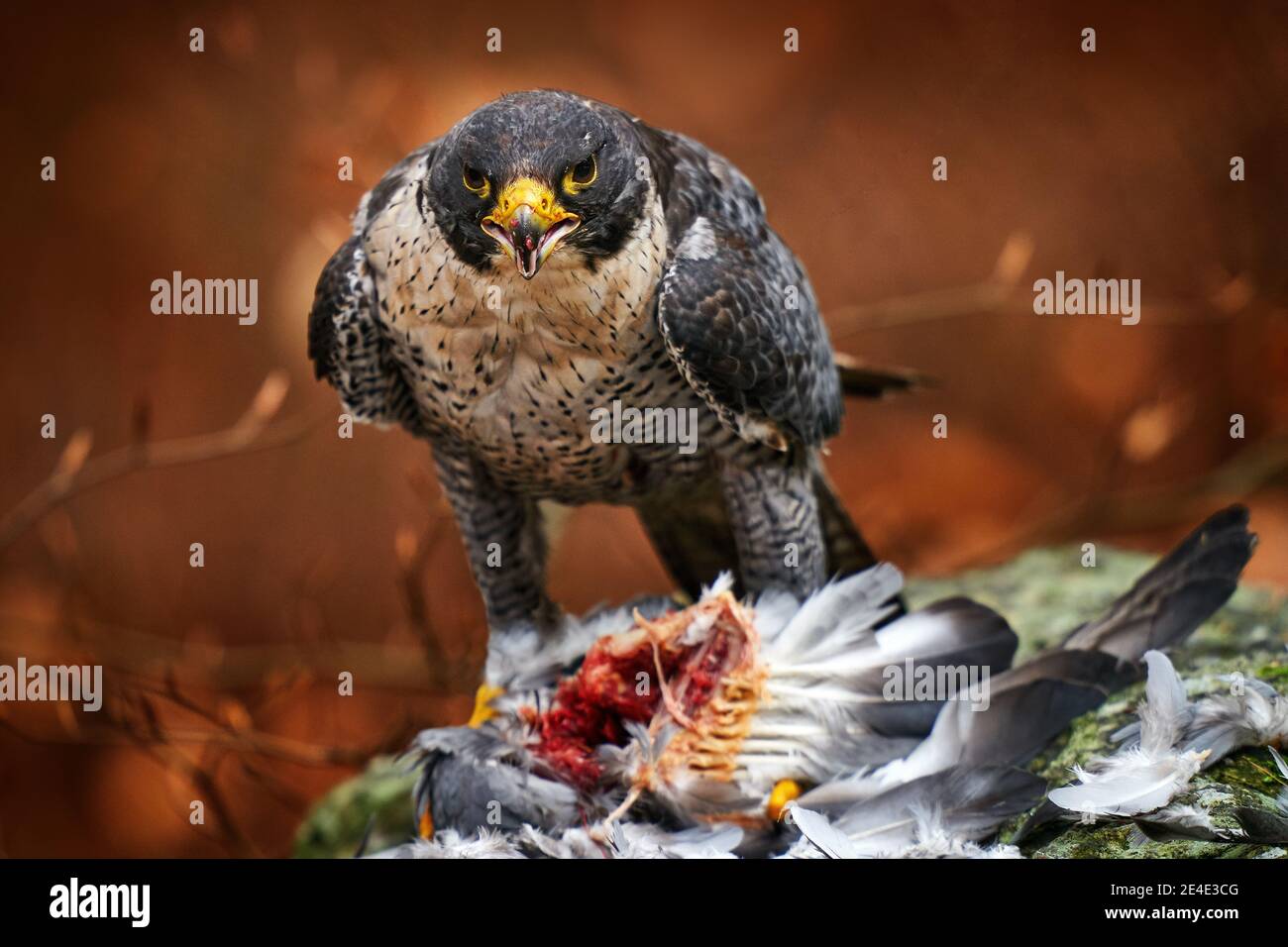 Peregrine Falcon sitting in autumn orange leaves and caught bird ...