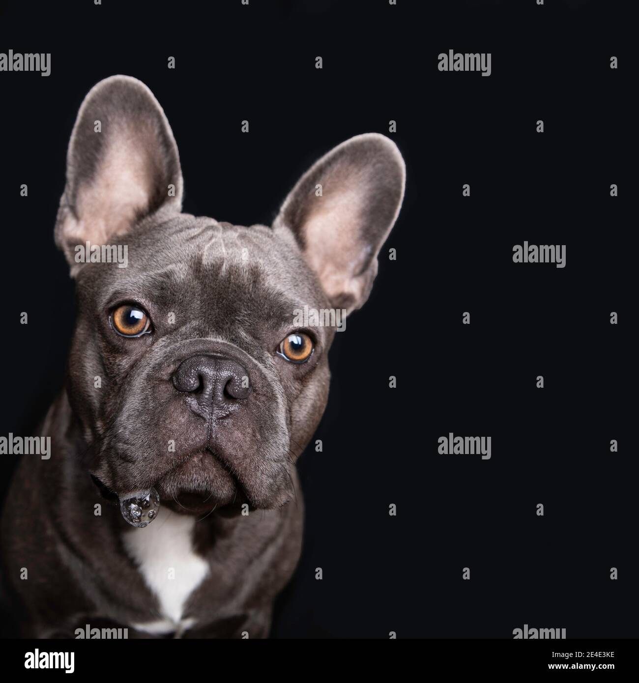 Gray french bulldog staring at camera with saliva bubbles Stock Photo ...