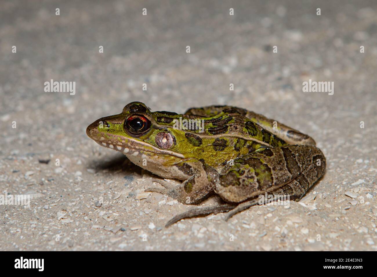 Southern Leopard Frog - Lithobates sphenocephalus Stock Photo - Alamy
