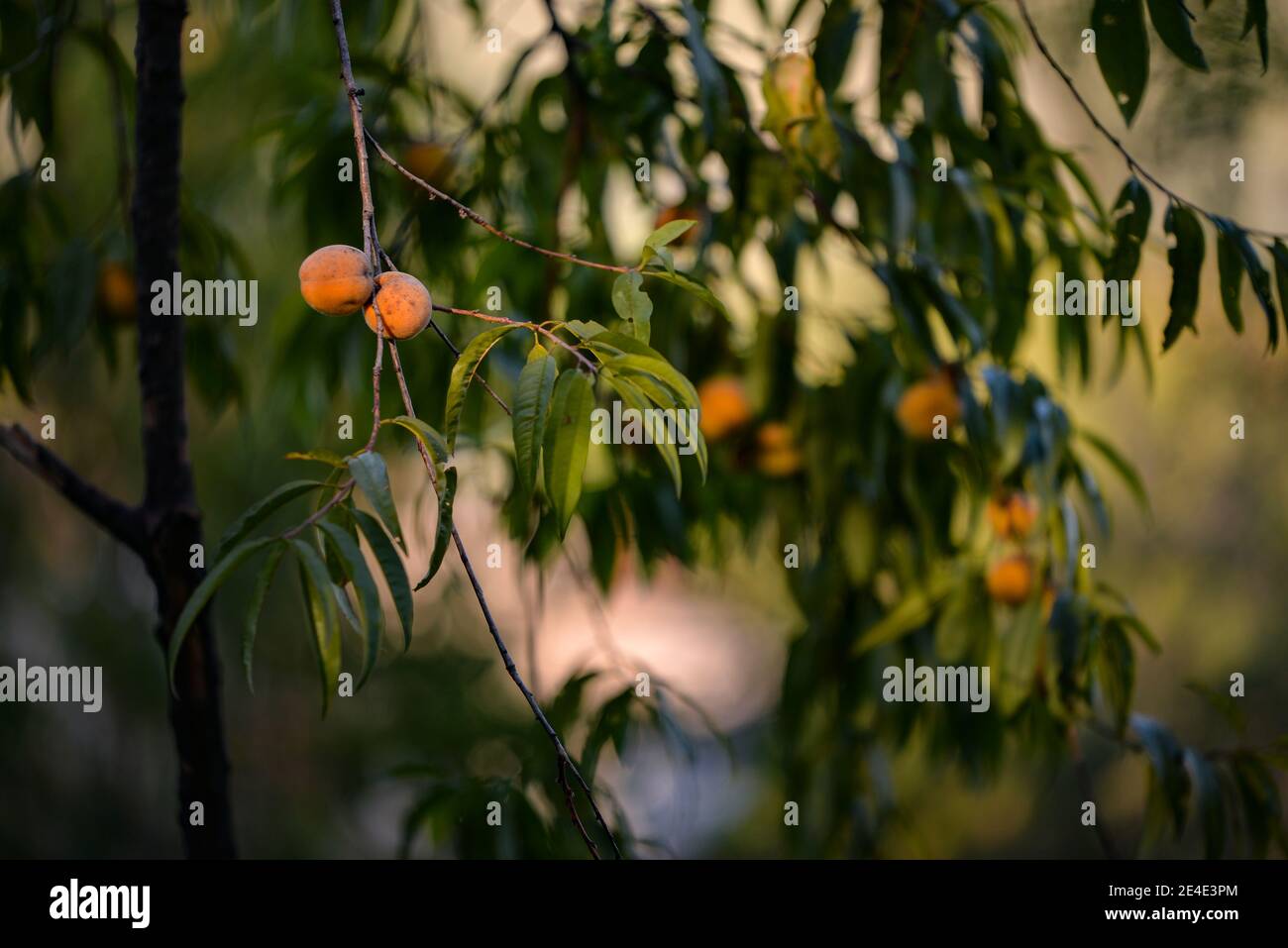 Persimmons growing tree branch hi-res stock photography and images - Alamy