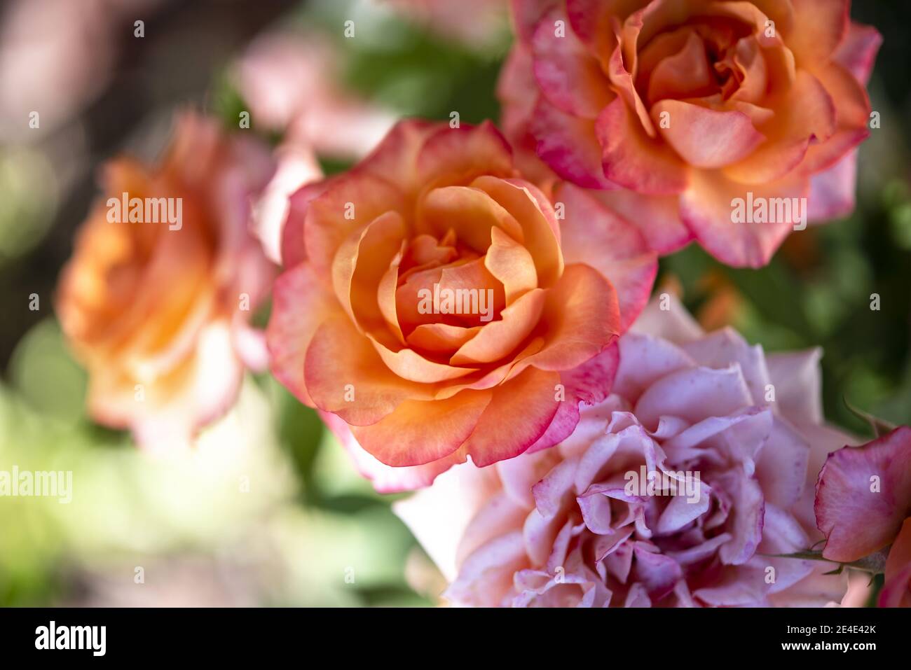 Cora flower hi-res stock photography and images - Alamy