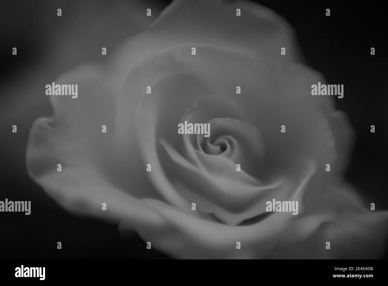Grayscale rose Black and White Stock Photos & Images - Alamy