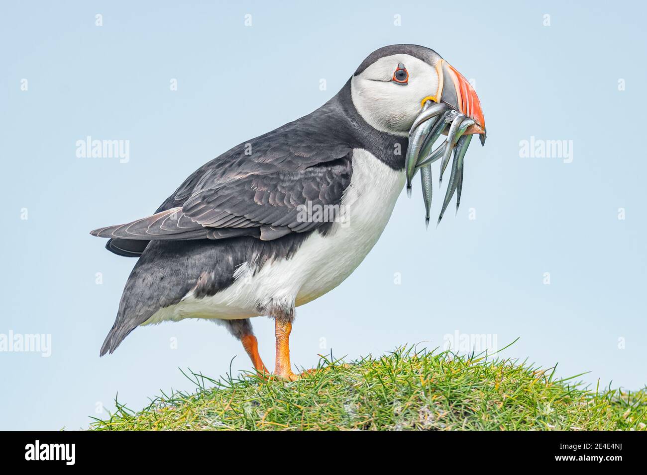 North Atlantic puffin with herring fish in its beak at Faroe island ...