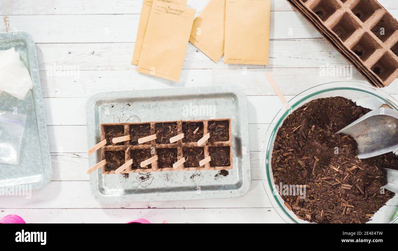 Flat lay. Planting seeds into small containers to start an indoor herb ...