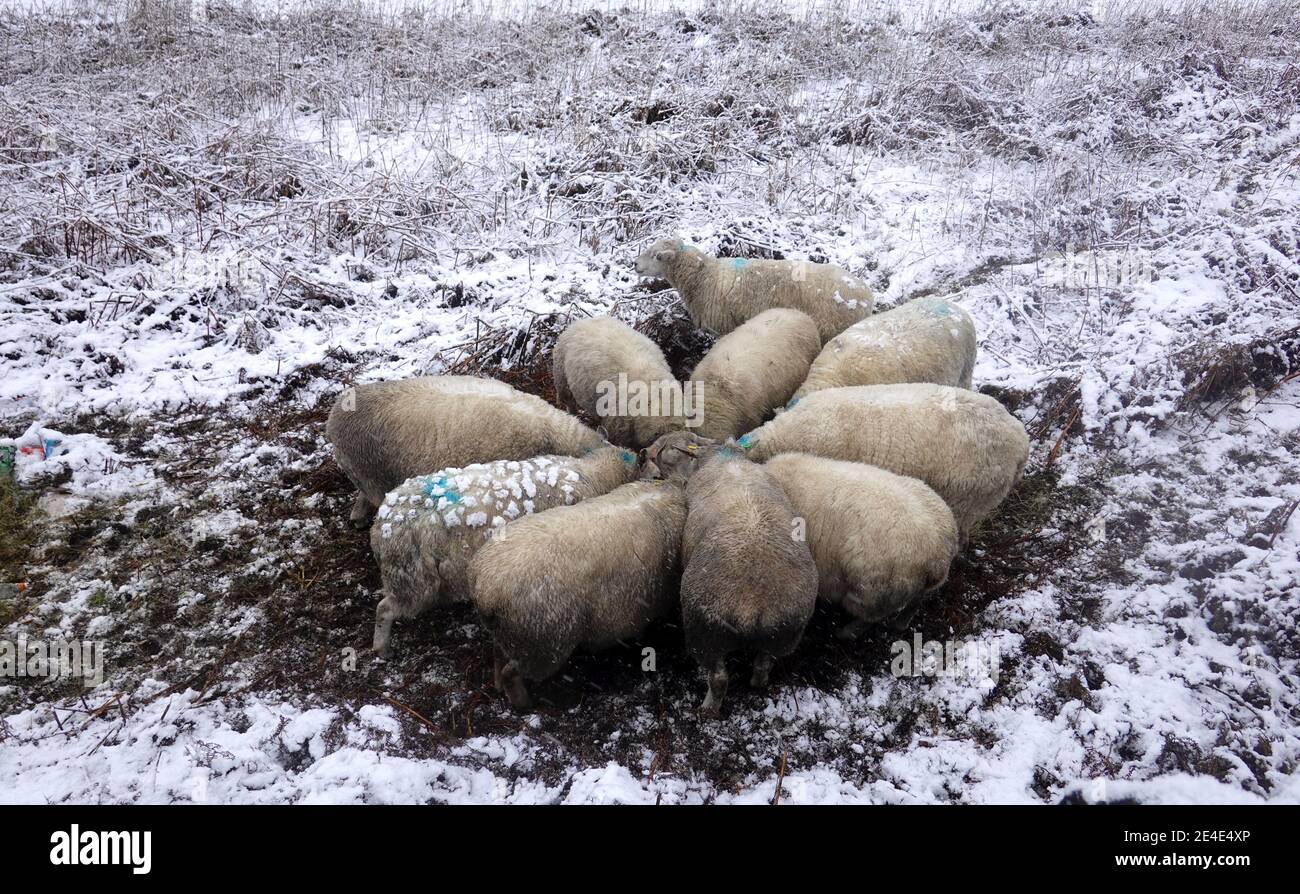 Sheep Huddle High Resolution Stock Photography and Images - Alamy