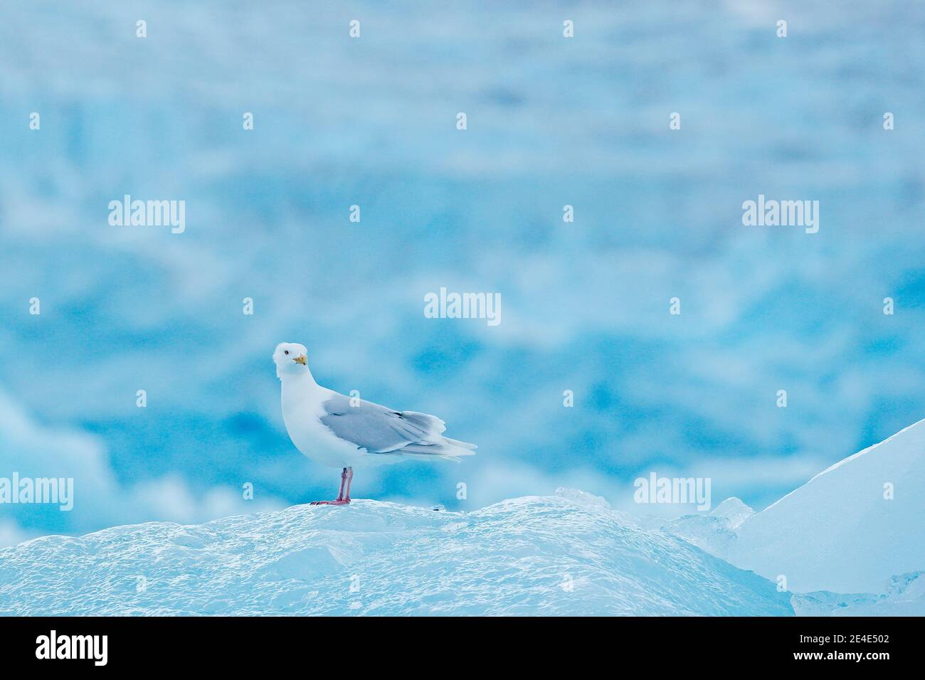 Ice habitat hi-res stock photography and images - Alamy