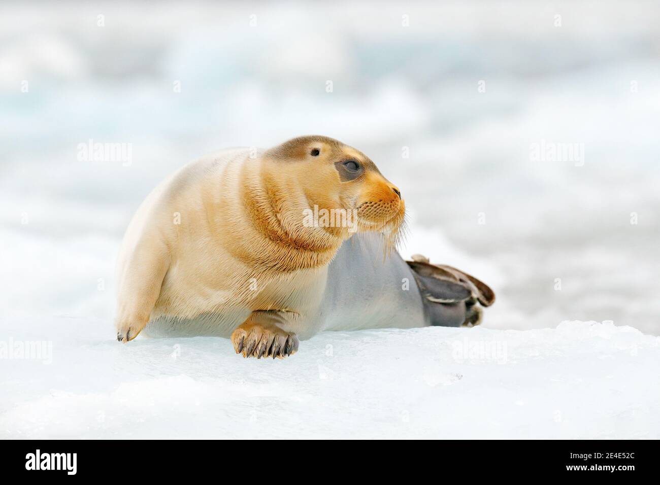 Cute Snow Seal