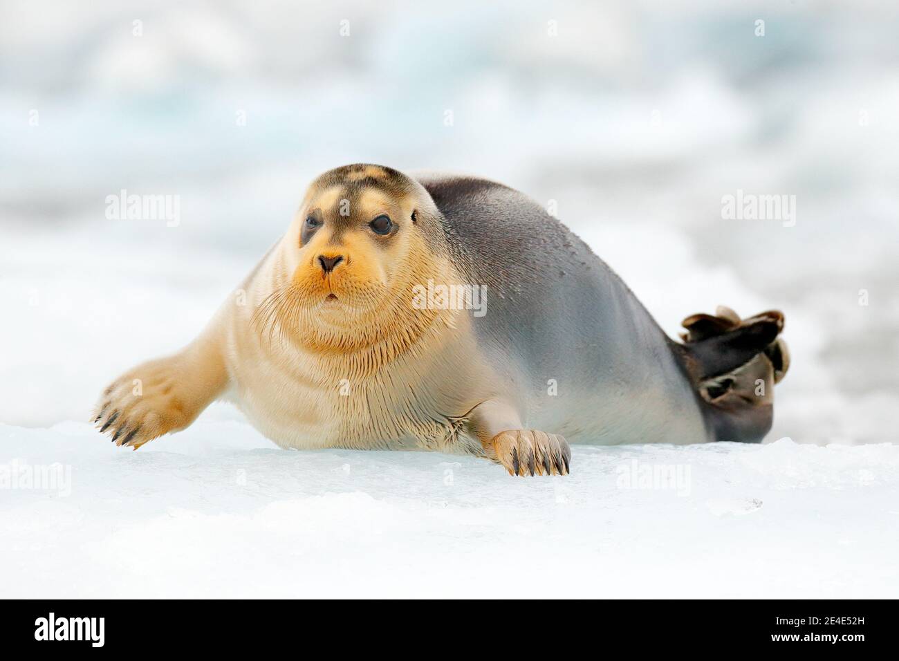 Arctic marine wildlife. Cute seal in the Arctic snowy habitat. Bearded ...