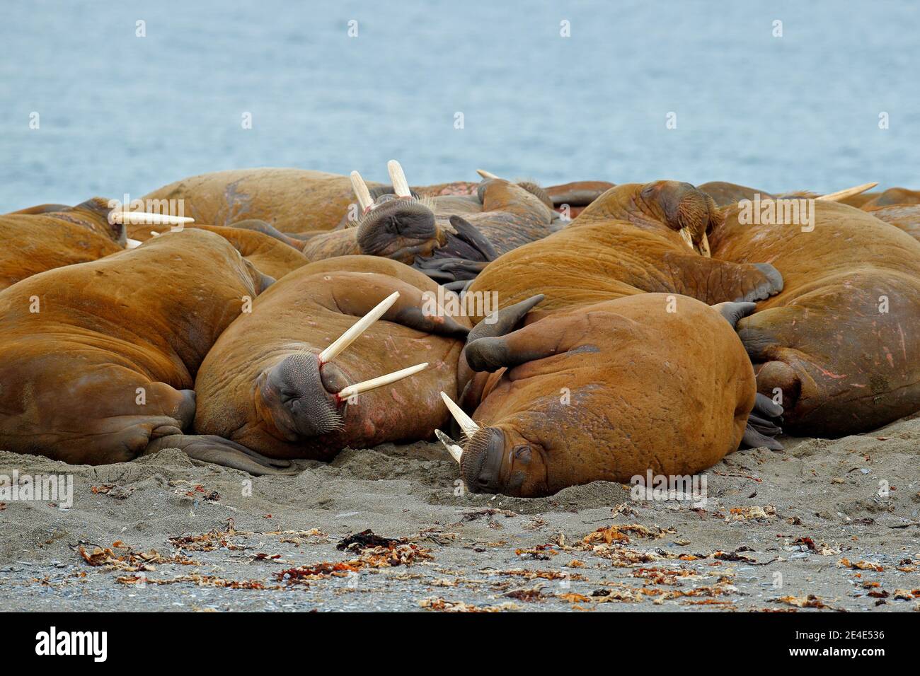 Walrus fight on the sand beach. Detail portrait of Walrus with big ...