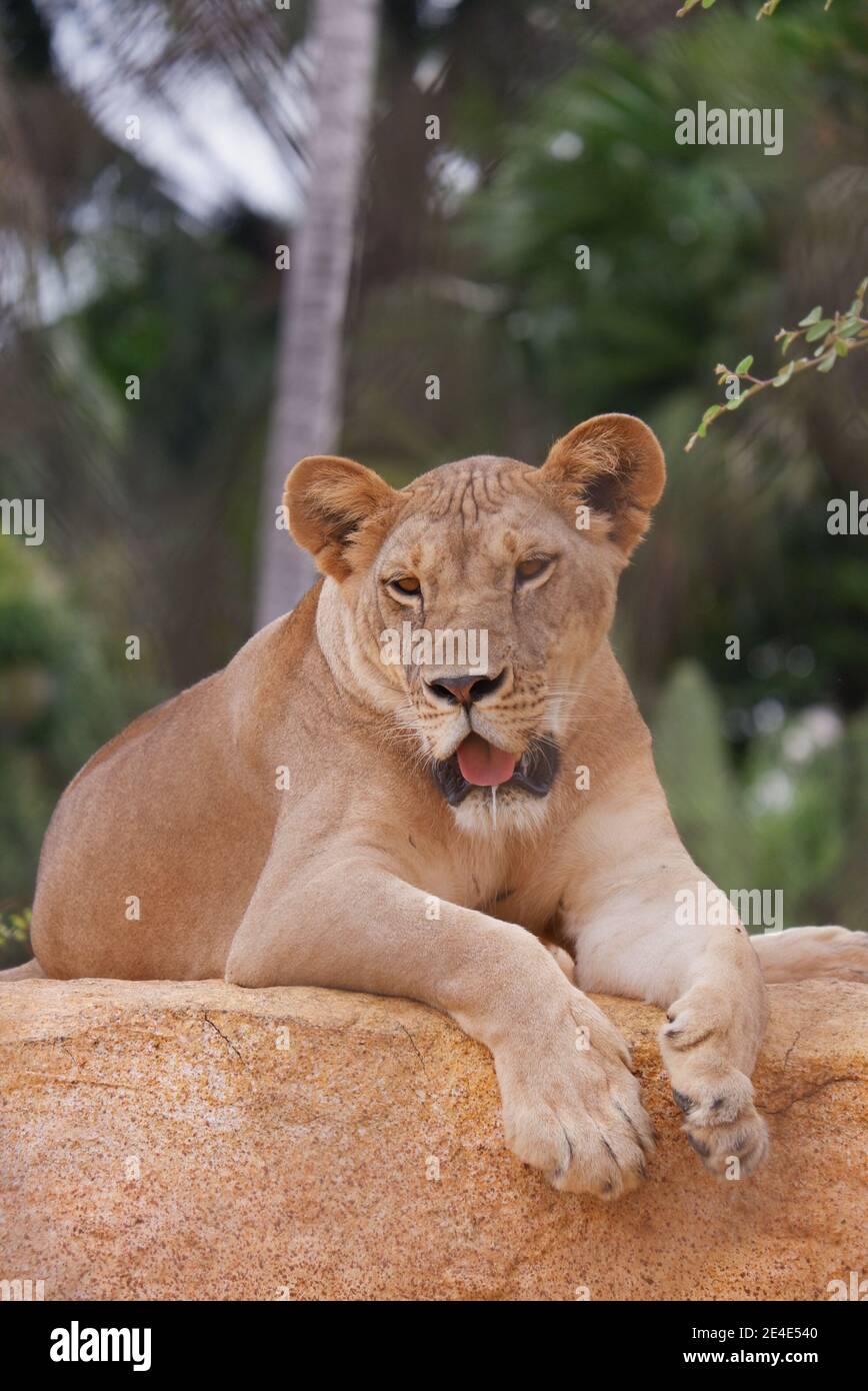 The Lion and its Saliva Stock Photo - Alamy
