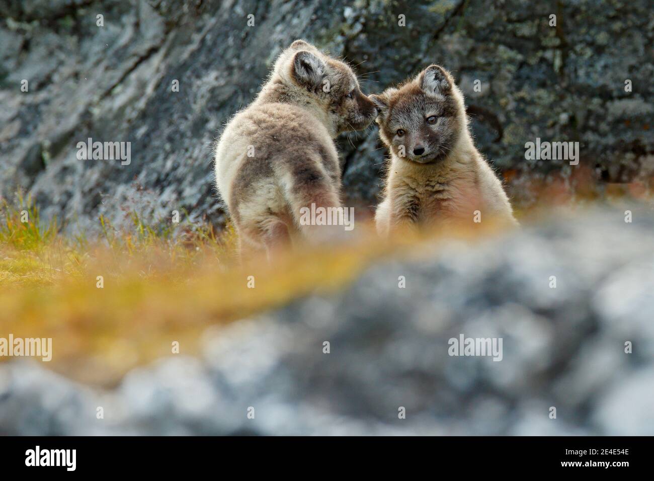 Brown foxes hi-res stock photography and images - Alamy