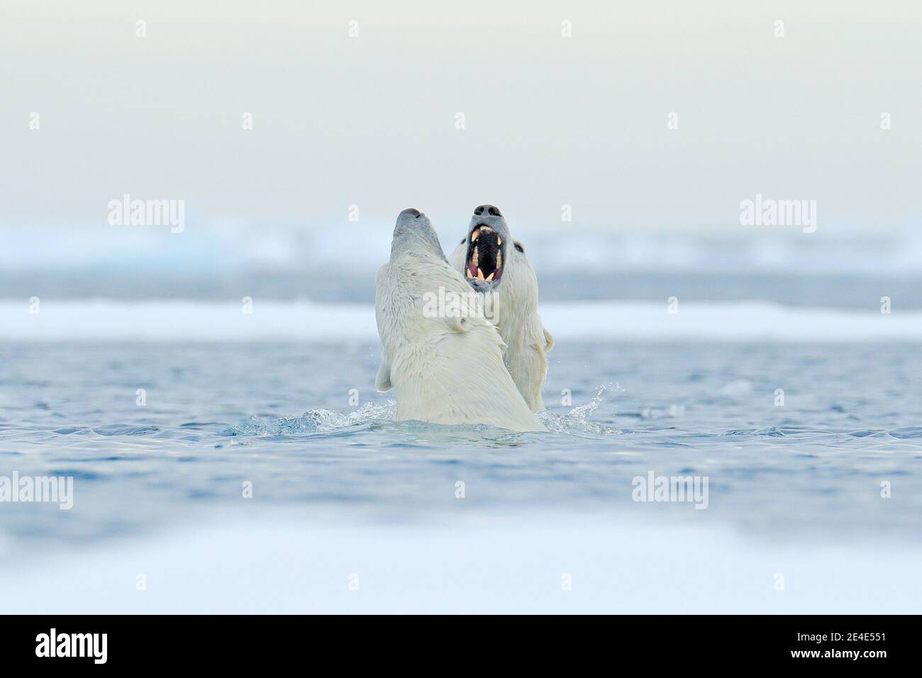 Polar bear dancing on the ice. Two Polar bears love on drifting ice ...