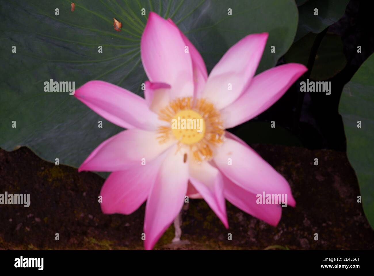 Blooming white lotus flower from hi-res stock photography and images ...