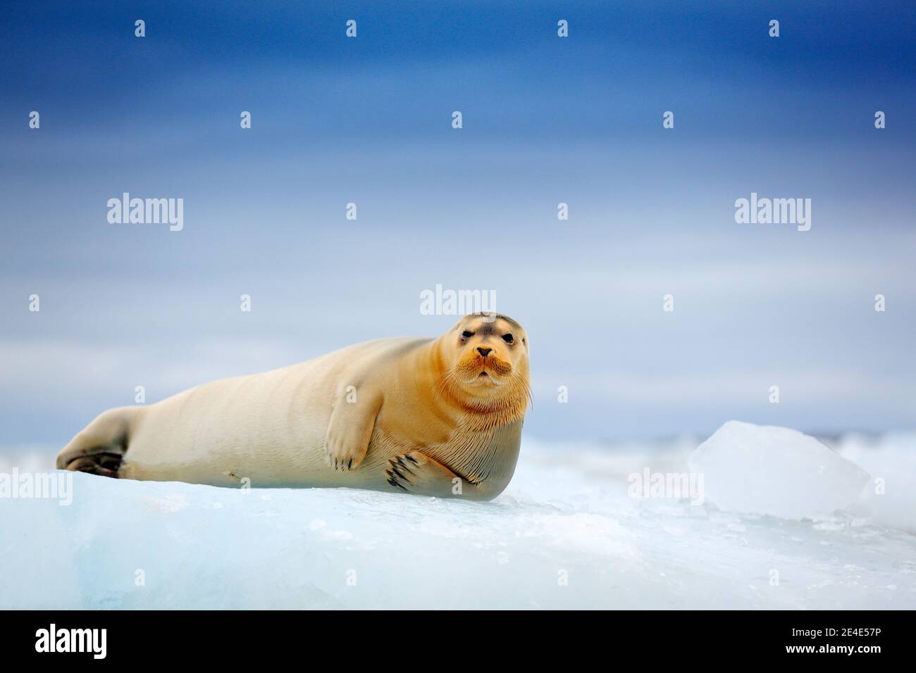 Arctic marine wildlife. Cute seal in the Arctic snowy habitat. Bearded ...