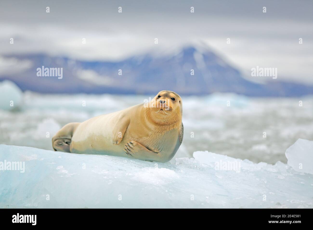 Arctic marine wildlife. Cute seal in the Arctic snowy habitat. Bearded ...