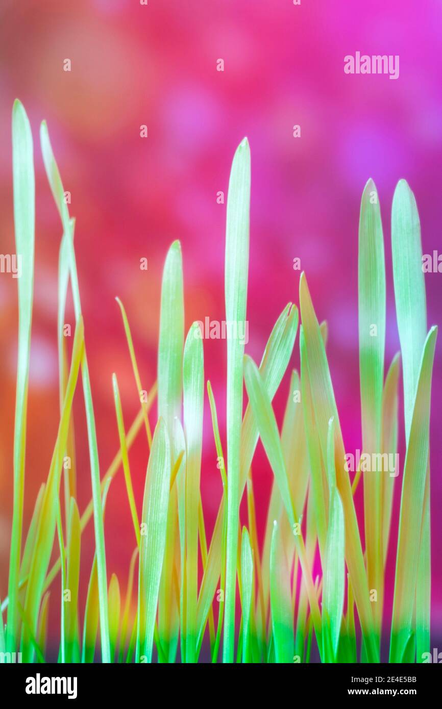 Fantasy world. grass with magic lights in enchanted forest, banner ...