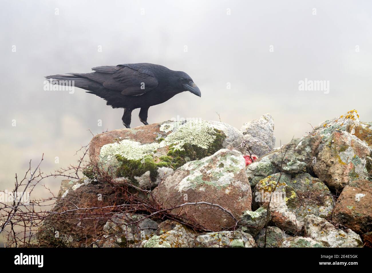 Raven, foggy day. Black raven sitting on the stone. Stone with lichen ...