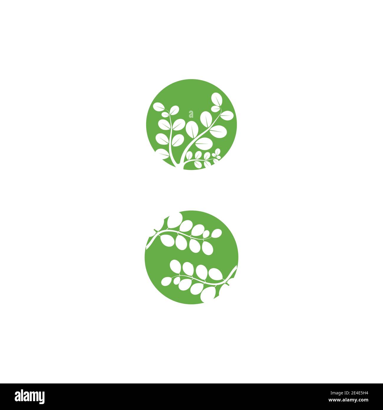 Moringa leaf Logo Template vector symbol nature Stock Vector Image ...