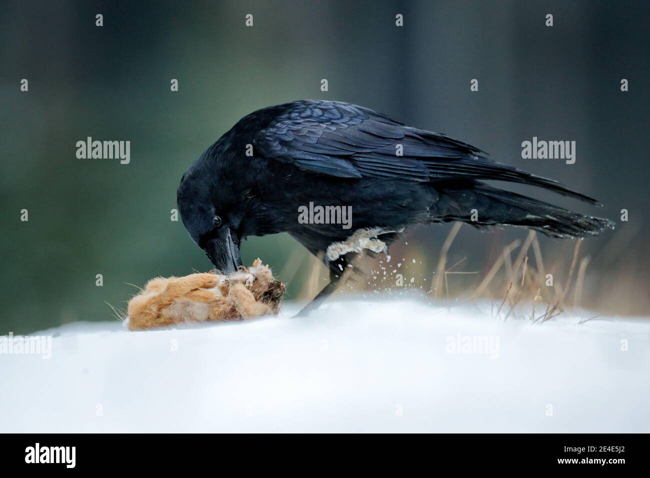 Wildlife feeding behaviour scene in the forest. Raven with dead kill ...