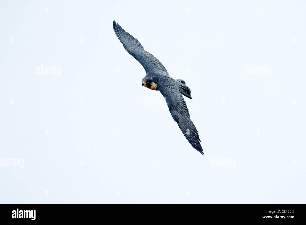 Beak peregrine falcon open wings hi-res stock photography and images ...