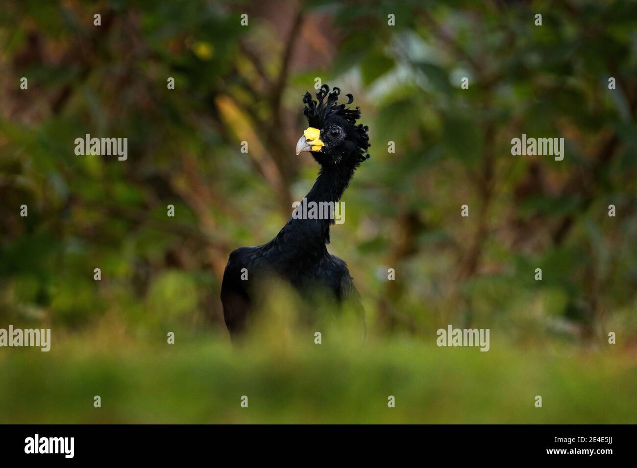 Great Curassow, Crax rubra, big black bird with yellow bill in the ...
