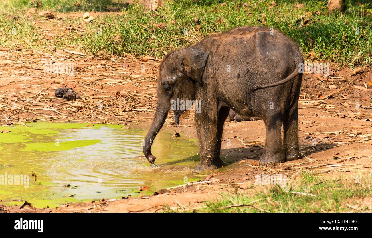 Baby elephant playing in mud. Asian, Indian Elephant walking in warm ...