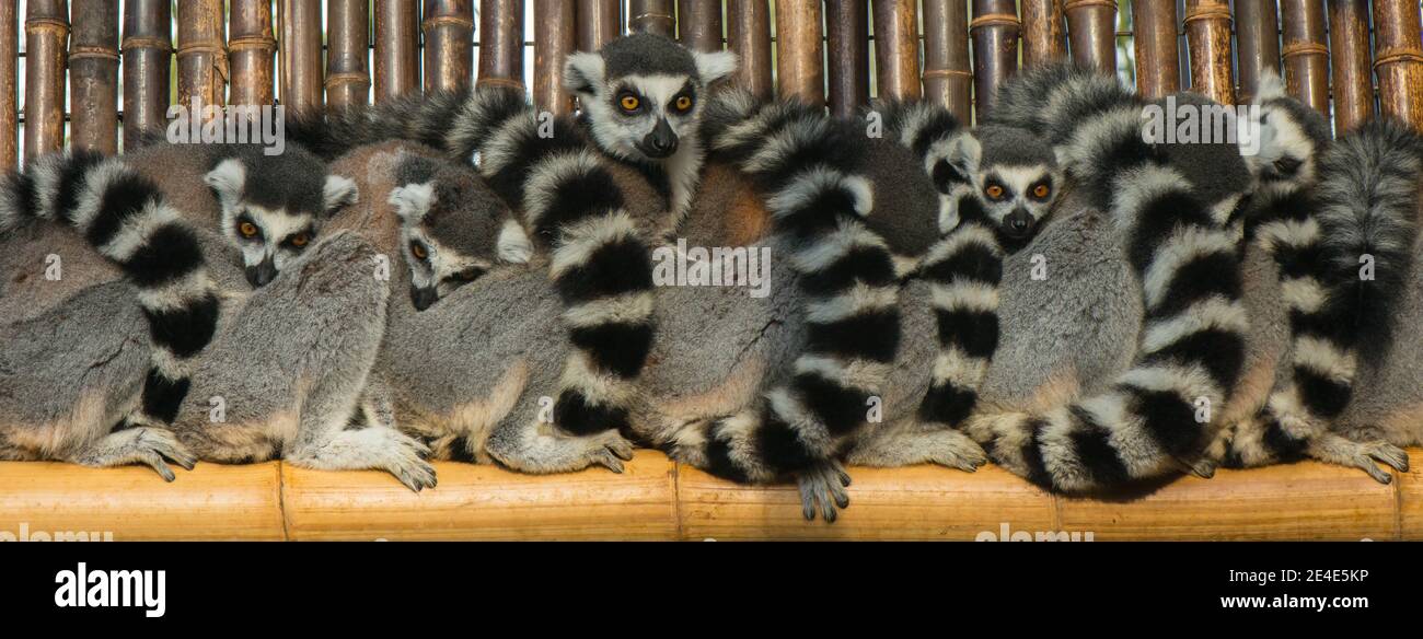 Keeping wild animals hi-res stock photography and images - Alamy