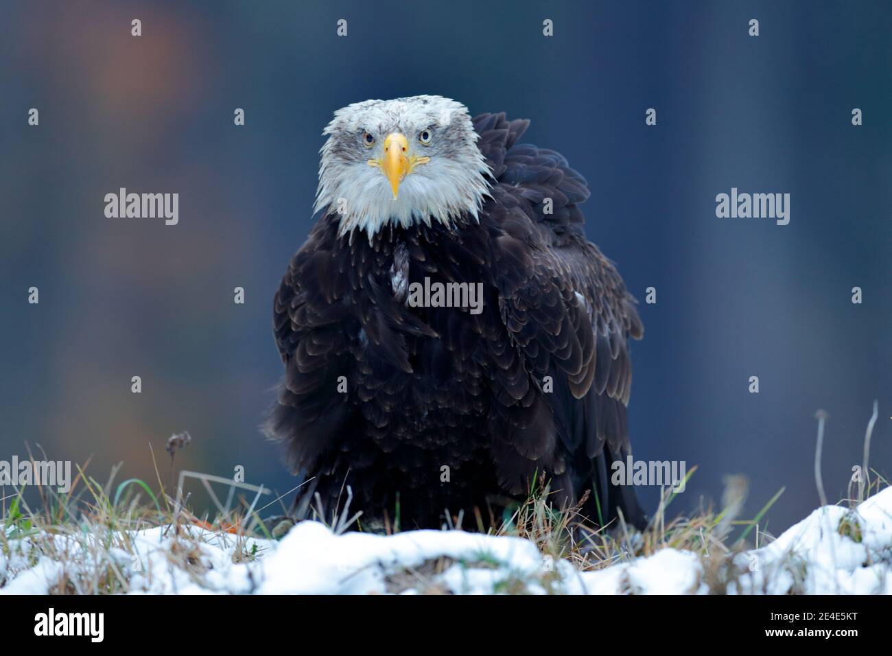 Eagle, orange fall leave in the snow. Bald Eagle, Haliaeetus ...