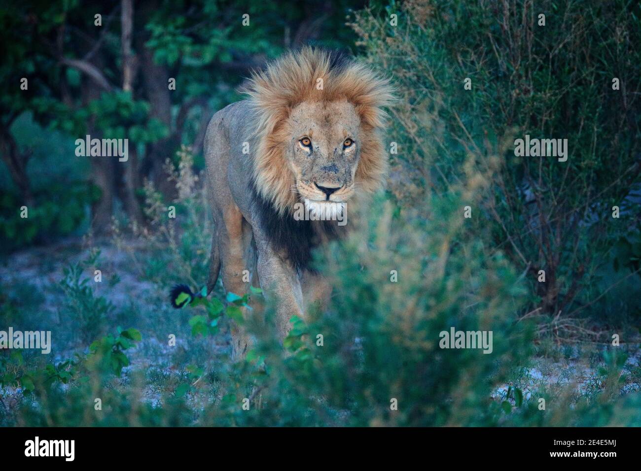 Mane lion with open muzzle with tooth. Portrait of pair of African ...