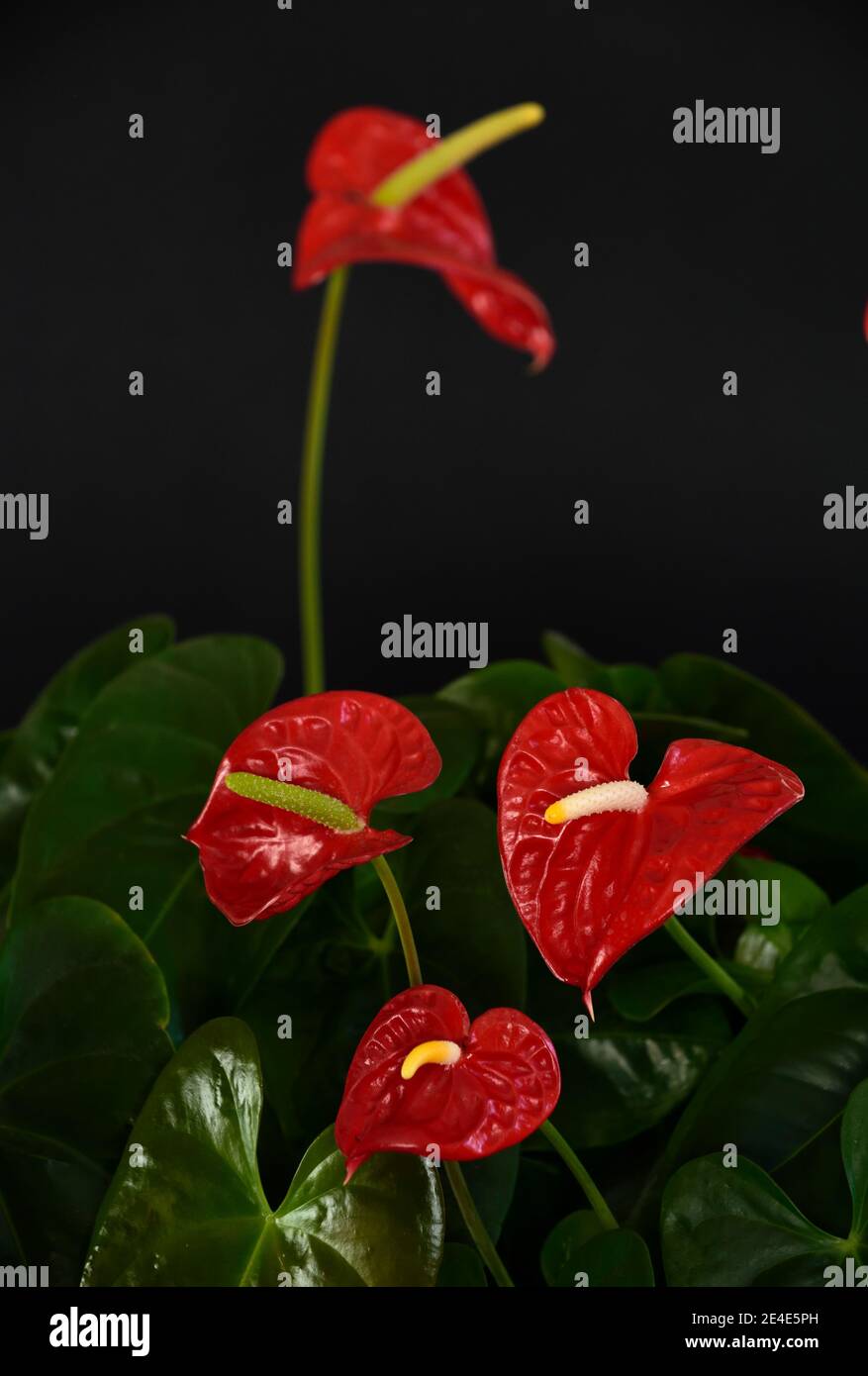 Laceleaf Anthurium High Resolution Stock Photography and Images - Alamy