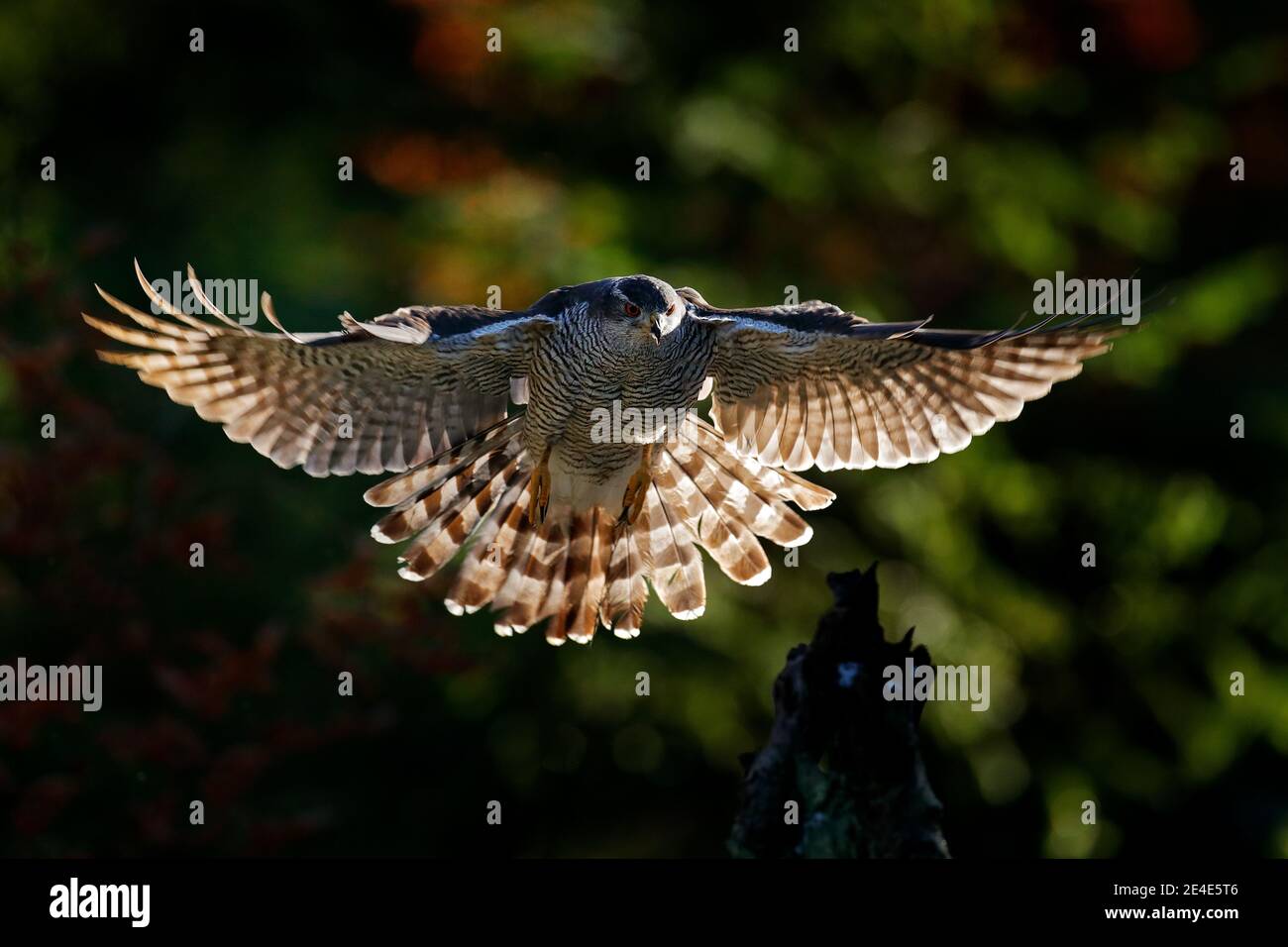 Goshawk flying, bird of prey with open wings with evening sun back ...