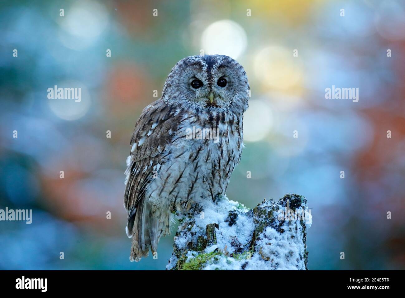 Flying owl in the snowy forest. Action scene with Eurasian Tawny Owl ...