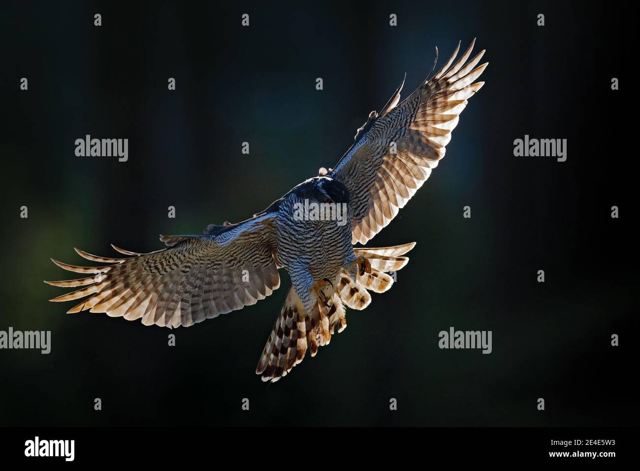 Goshawk flying hi-res stock photography and images - Alamy