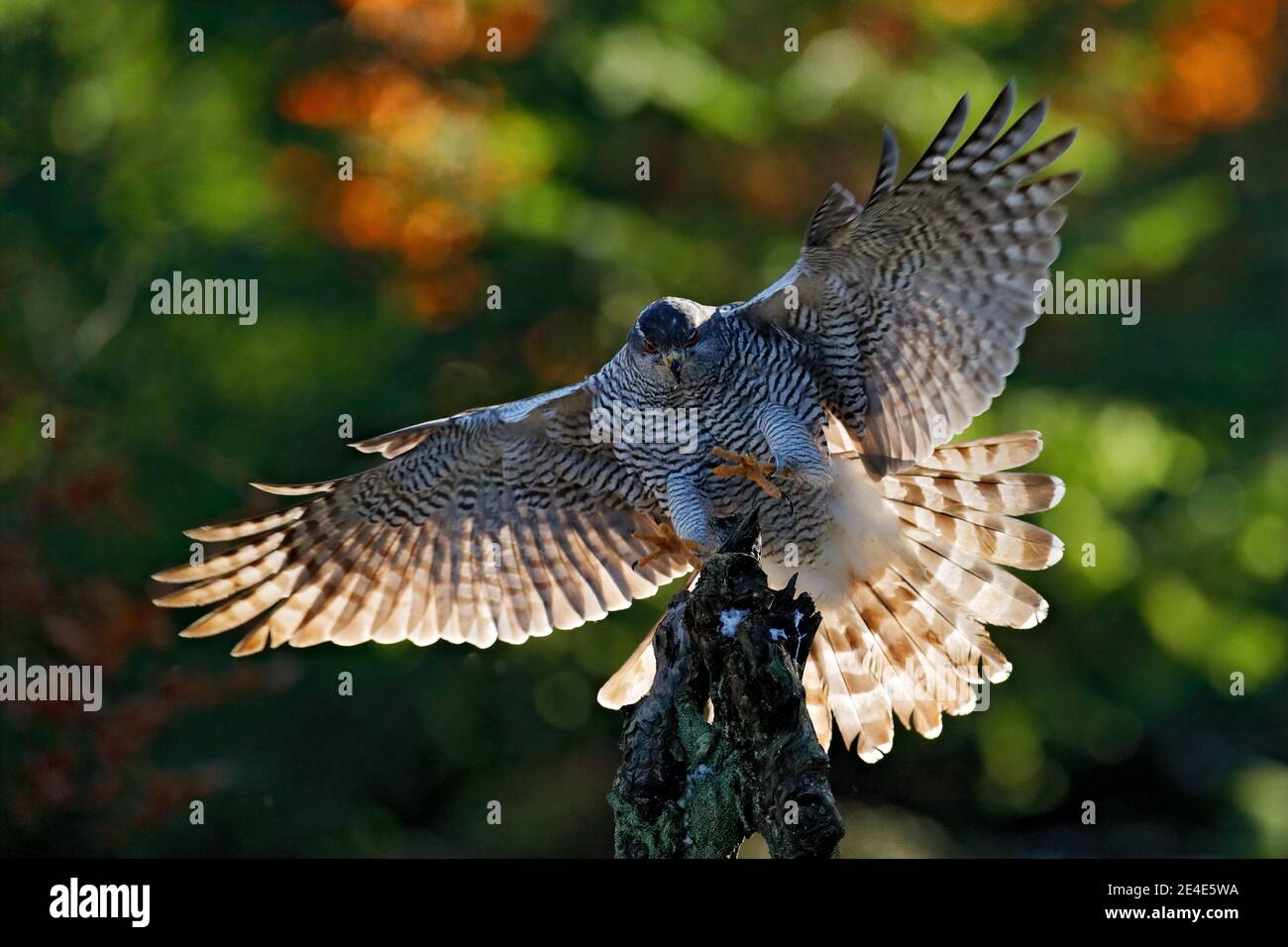 Goshawk flying hi-res stock photography and images - Alamy