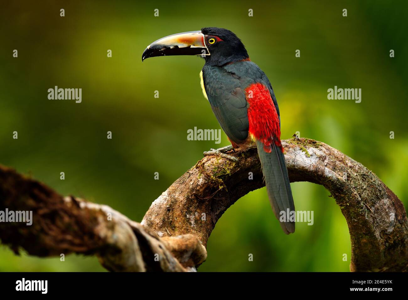Bird sitting on the branch in the forest, Boca Tapada, Costa Rica ...
